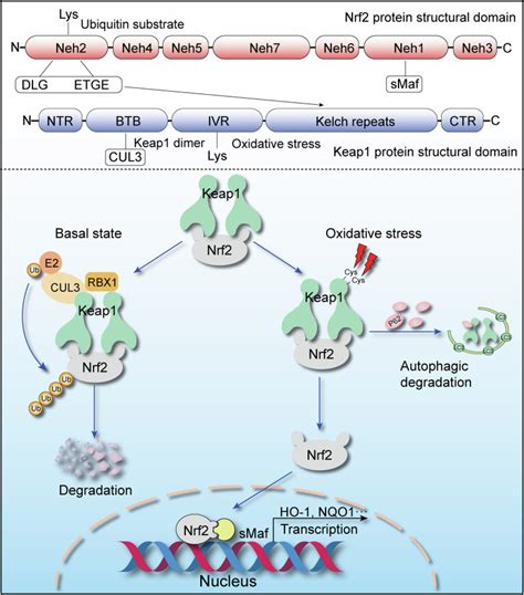New Insights Into Crosstalk Between Nrf2 Pathway And Ferroptosis In Lung Disease Pmc