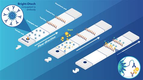 Lateral Flow Assay Principle