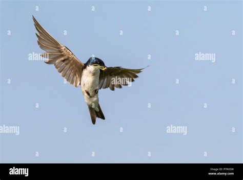 Tree Swallow In Flight Tree Swallow In Flight