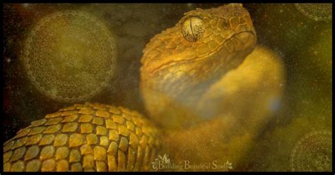 Dreams About Snakes The Complete Guide To Snake Dream Symbols And Meanings