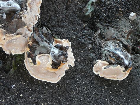 Fungi Including Lichens From Plano Tx Usa On August 27 2022 At 1001