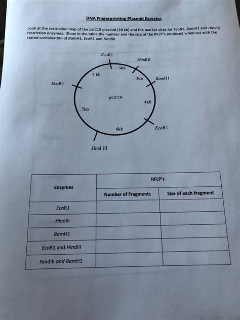 Solved DNA Fingerprinting Plasmid Exercise Look At The Chegg Com