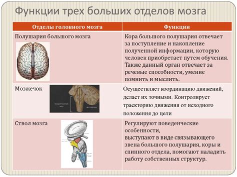 Строение и развитие головного мозга человека презентация онлайн