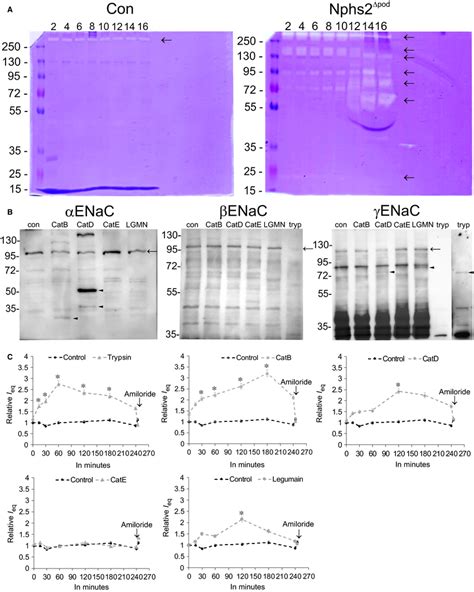 Presence Of Urinary Protease Activity In Vitro Protease Assays And