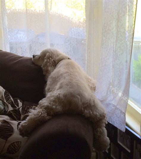 Silly Cocker Spaniel Human Species Cocker Spaniel Dogs