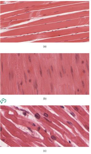 Exam 3 Biol 2213 Flashcards Quizlet