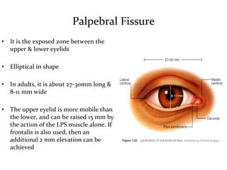 Palpebral Fissure