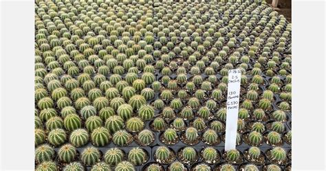 Using Trichoderma The Right Way In Root Disease Management