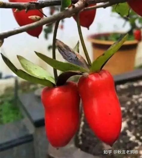 国内老鸦柿品种贰：虞姬 知乎