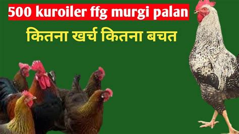 500 deshi murgi palan me kharch aur bachat 500 दश मरग पलन 500