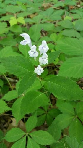 Falseteeth Skullcap Scutellaria Pseudoserrata · Inaturalist Falseteeth Skullcap Scutellaria Pseudoserrata · Inaturalist