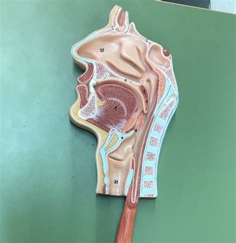 Pharynx Diagram Anatomy Diagram Media