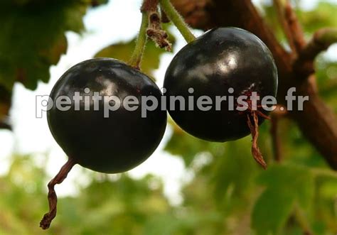 Cassissier Vente Et Achat