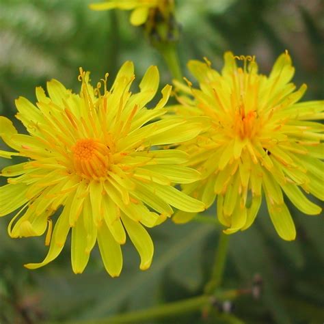 Sonchus Canariensis Canary Island Tree Dandelion