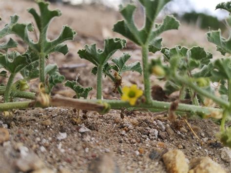 Paddy Melon Cucumis Myriocarpus Botanical Realm