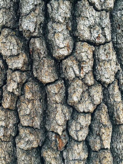 Close Up Of Bark From Old Growth Pine Tree By Stocksy Contributor