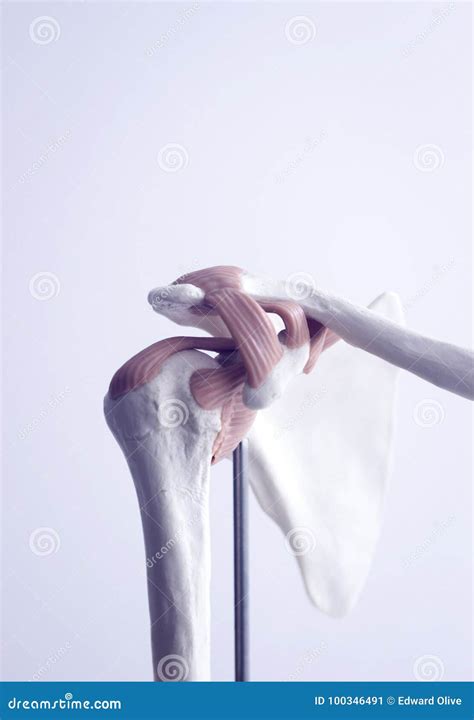 Human Shoulder Joint Model Stock Image Image Of Adult 100346491