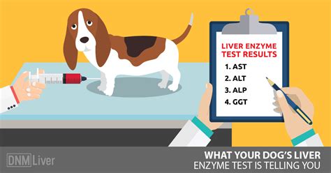 What That Liver Enzyme Test Is Telling You Dogs Naturally Magazine