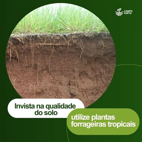 10kg Semente Panicum Maximum Cv Mombaça Incrustada Campo Farto