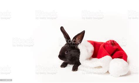 작은 검은 토끼는 흰색 배경에 고립 된 빨간 산타 클로스 모자에 누워 있습니다 토끼는 중국 달력에 따르면 2023 년의 상징입니다 크리스마스와 새해를위한 휴일 선물 공간을