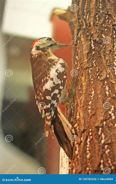 Bird Specimen Editorial Photo Image Of Sciences Animals 120782536