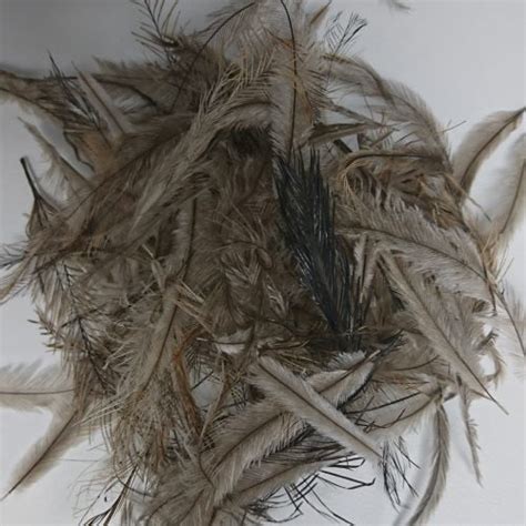 Feathers Emu Tracks