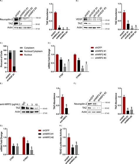 Vegf Nrp2 Signaling Contributes To Taz Activation Download