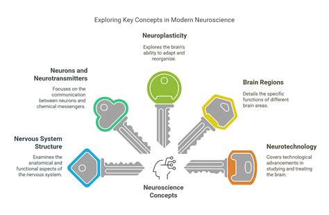 Neuroscience Essential Concepts For Reading Comprehension Wordpandit