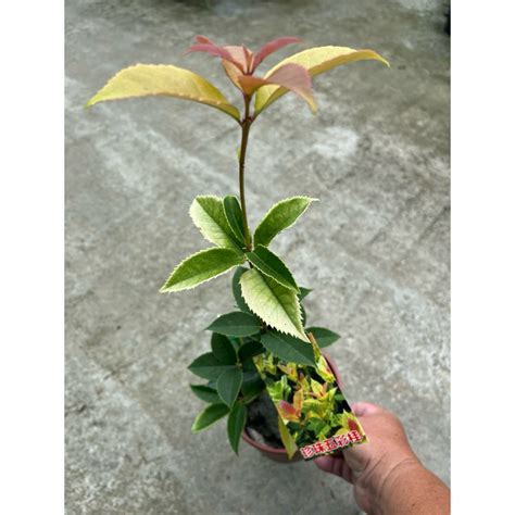 珍珠 五彩 七彩 桂花 5吋多年生常綠香花小喬木 為金桂變異種葉色一年四季不同 蝦皮購物