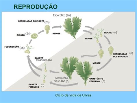 Algas Ceue Pre Vestibular