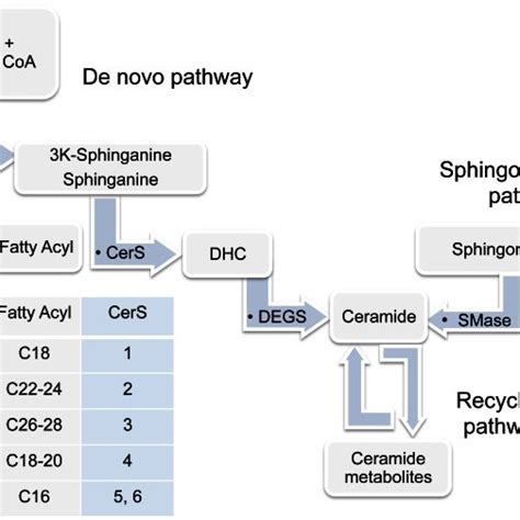 Ceramide Can Be Synthesized Via The De Novo Pathway Regulated By Serine