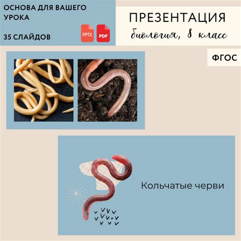 Презентация Кольчатые черви урок биологии 8 класс Пасечник Линия жизни