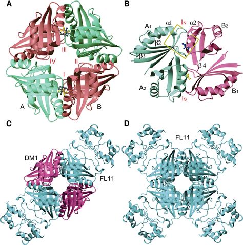 A Structural Code For Discriminating Between Transcription Signals Revealed By The Feast Famine