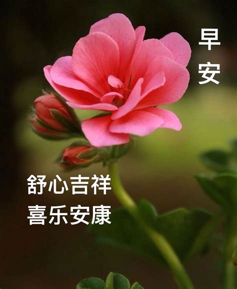 Pin By Francesca Goh On Chinese Quote Good Morning Wishes Good