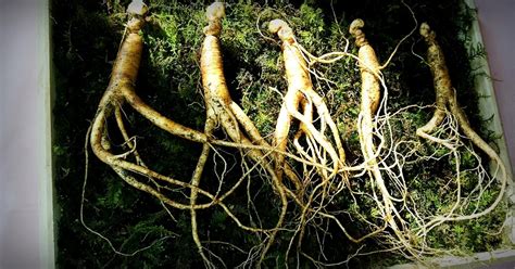 인삼 꿈 해몽 8가지 인삼을 먹는 산삼 캐는 보는 본 심는 뽑는 커다란 받는 나오는