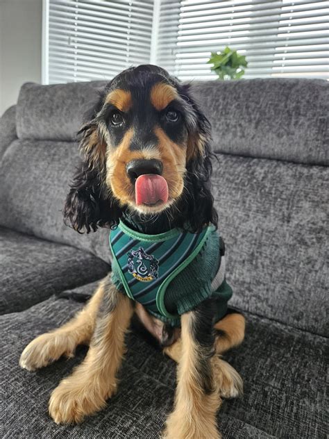 Meet Milo Cocker Milo R Cockerspaniel