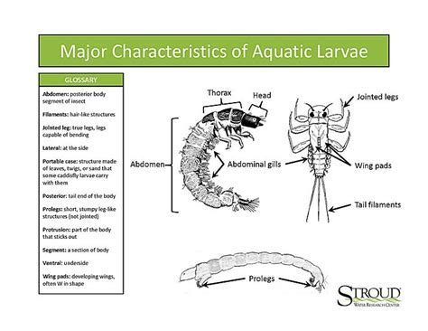 Macroinvertebrate Identification Key Life Science Lessons Life