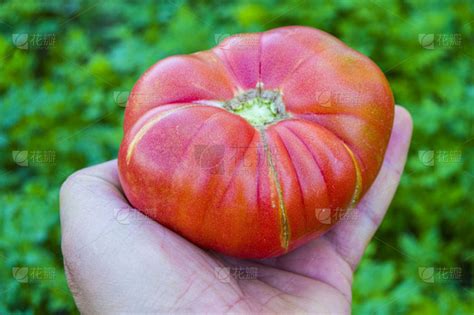 菜园 西红柿 有机食品 舒服 农业 蔬菜 土耳其 清新 自然界的状态 食品