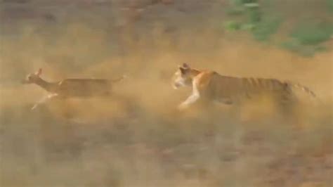Tiger Rules The Jungle Tiger Vs Crocodile Bear Boar Lion Python