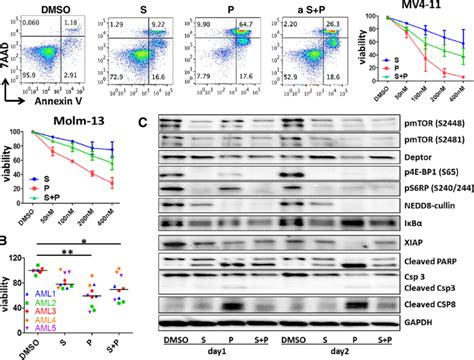 Pevonedistat P Induced Aml Cell Apoptosis Was Attenuated By The Mtor
