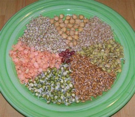 Peas And Beans Add Protein For Parrots For Parrots Posters For