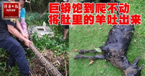 贪心巨蟒勒死2山羊 生吞后胀到吐 马来西亚诗华日报新闻网