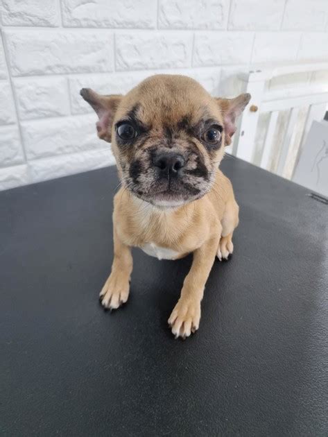 프렌치불독인절미 강아지책임무료분양 강아지분양 고양이분양 컴투펫 시츄 셔틀랜드쉽독 말티푸 미니핀 치와와 요크셔테리어 포메라니안 말티즈 분양