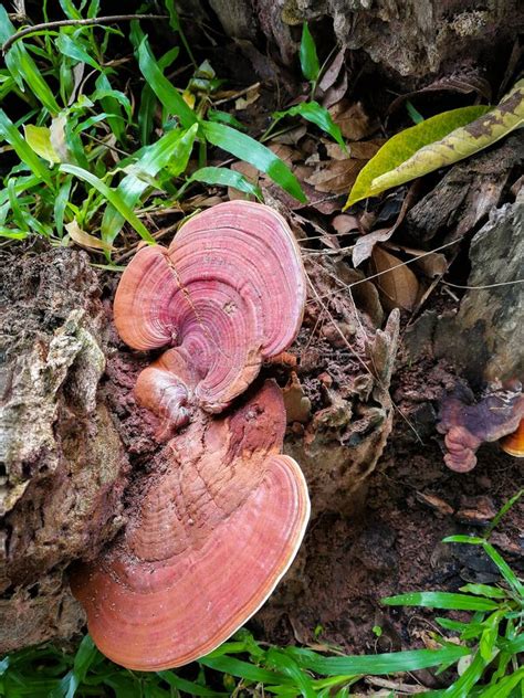Lingzhi Mushroom Scientific Name Ganoderma Lucidum Stock Image Image Of Forest Natural