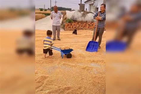 孩子的快乐如此简单，萌娃这样子小推车推粮食自己感觉就很有成就感萌娃小推车样子