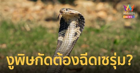 เซรมรกษางพษกด รวมขาวของ เซรมรกษางพษกด อพเดตเรอง เซรม