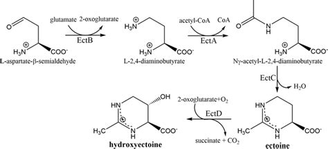 Pathway For The Biosynthesis Of Ectoine And 5 Hydroxyectoine Louis And