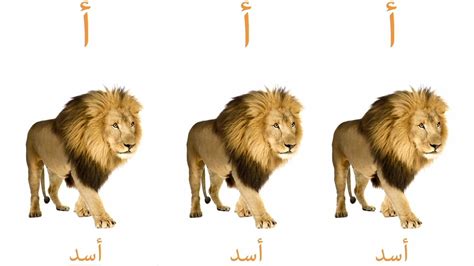 أنشودة الحروف الف ارنب يجري اب ت يلعب Arabic Alphabet مدرسا اب ت اسد Youtube