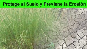 Plantas para controlar la erosión y conservar recursos naturales
