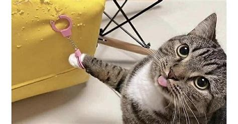 Enjoy This Derp Ball Album On Imgur